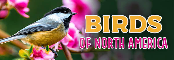 Birds of North America – Christopher Arndt Postcard Co
