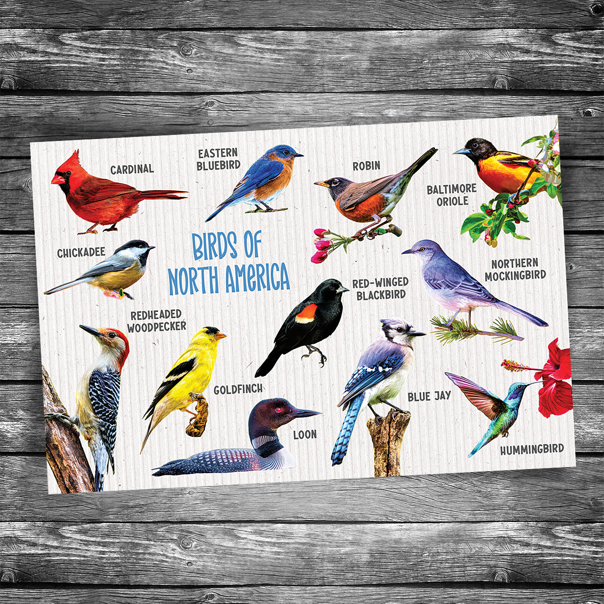 Birds of North America Collage Postcard – Christopher Arndt Postcard Co