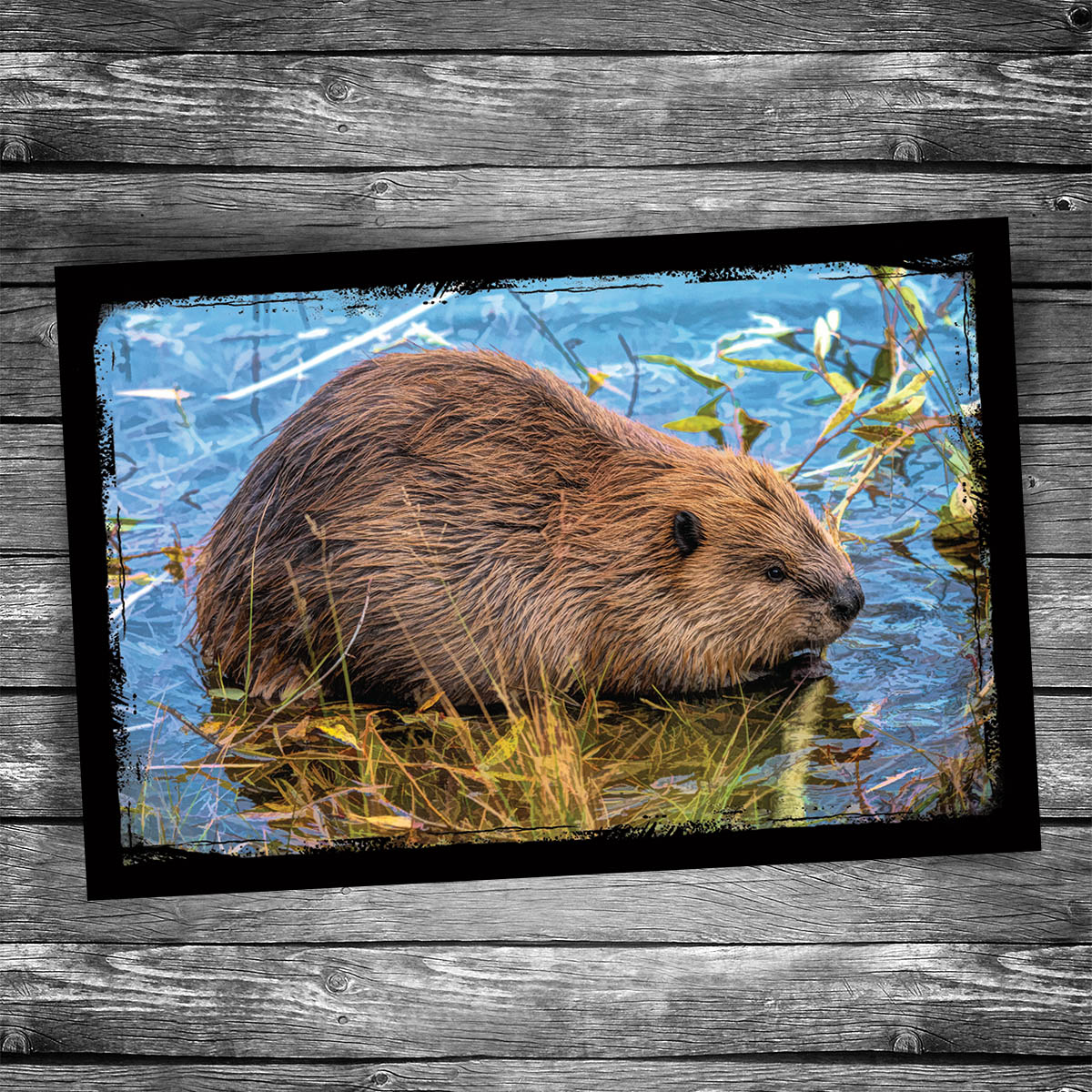 Beaver Postcard – Christopher Arndt Postcard Co