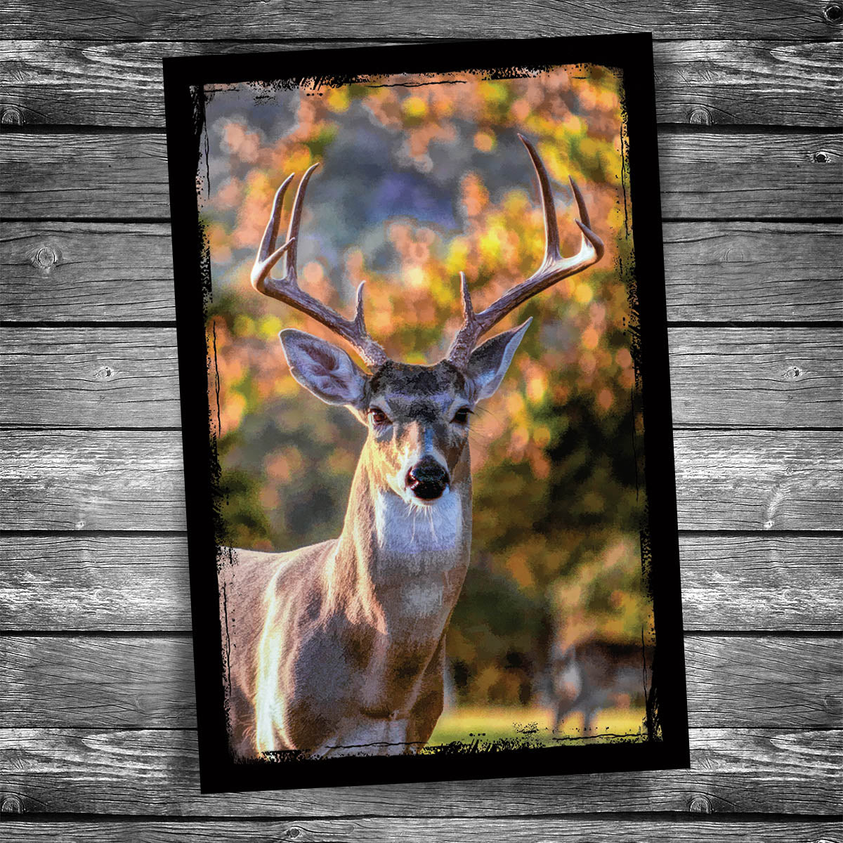 White Tailed Deer Postcard – Christopher Arndt Postcard Co