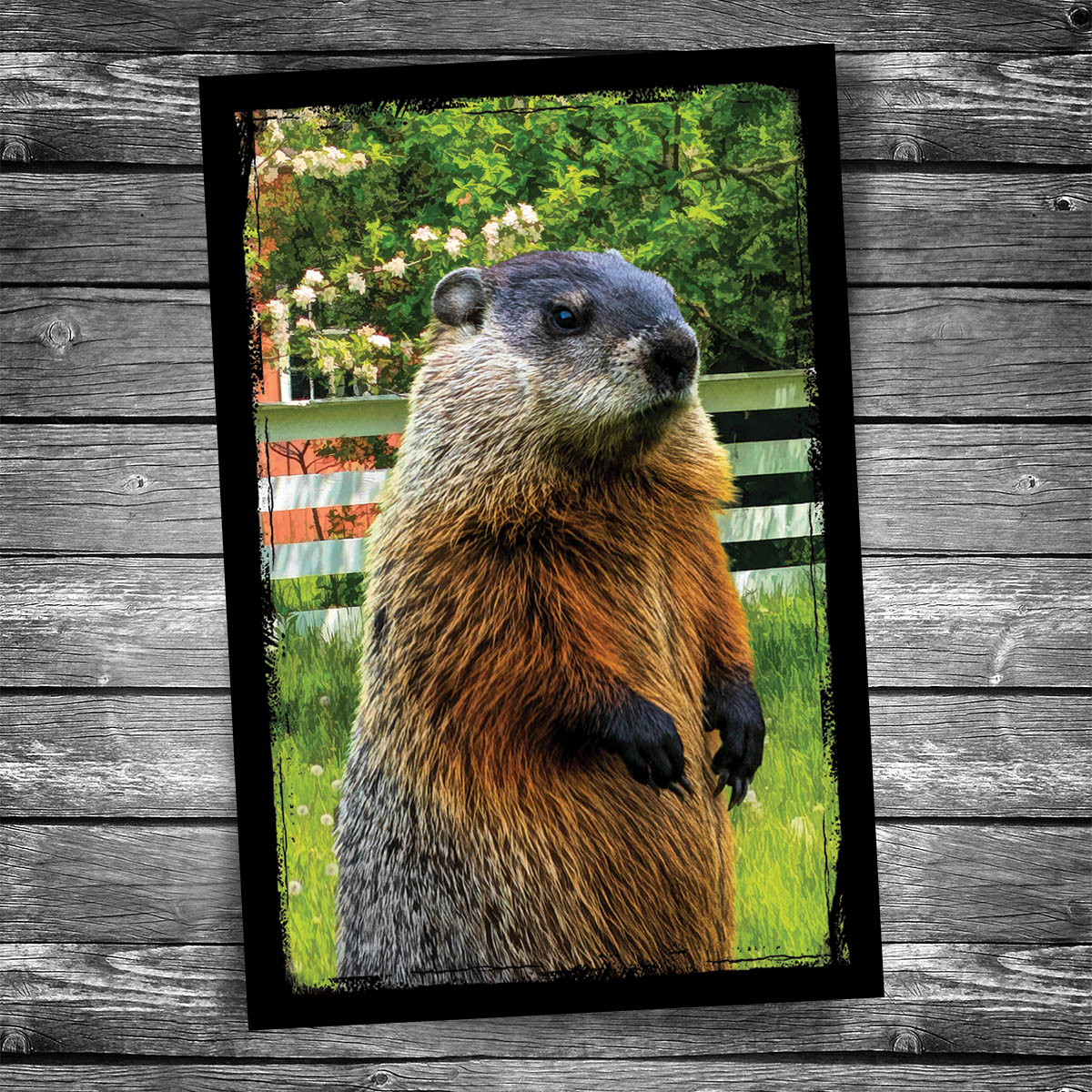 Groundhog Postcard – Christopher Arndt Postcard Co