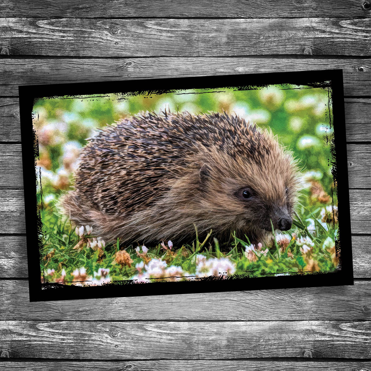 Hedgehog Postcard – Christopher Arndt Postcard Co