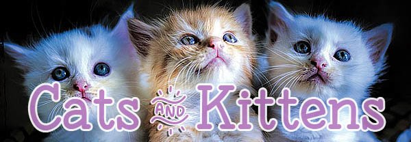 Cat and Kitten Postcards – Christopher Arndt Postcard Co