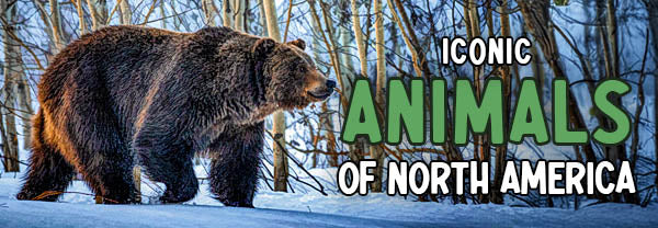 Iconic Animals of North America – Christopher Arndt Postcard Co