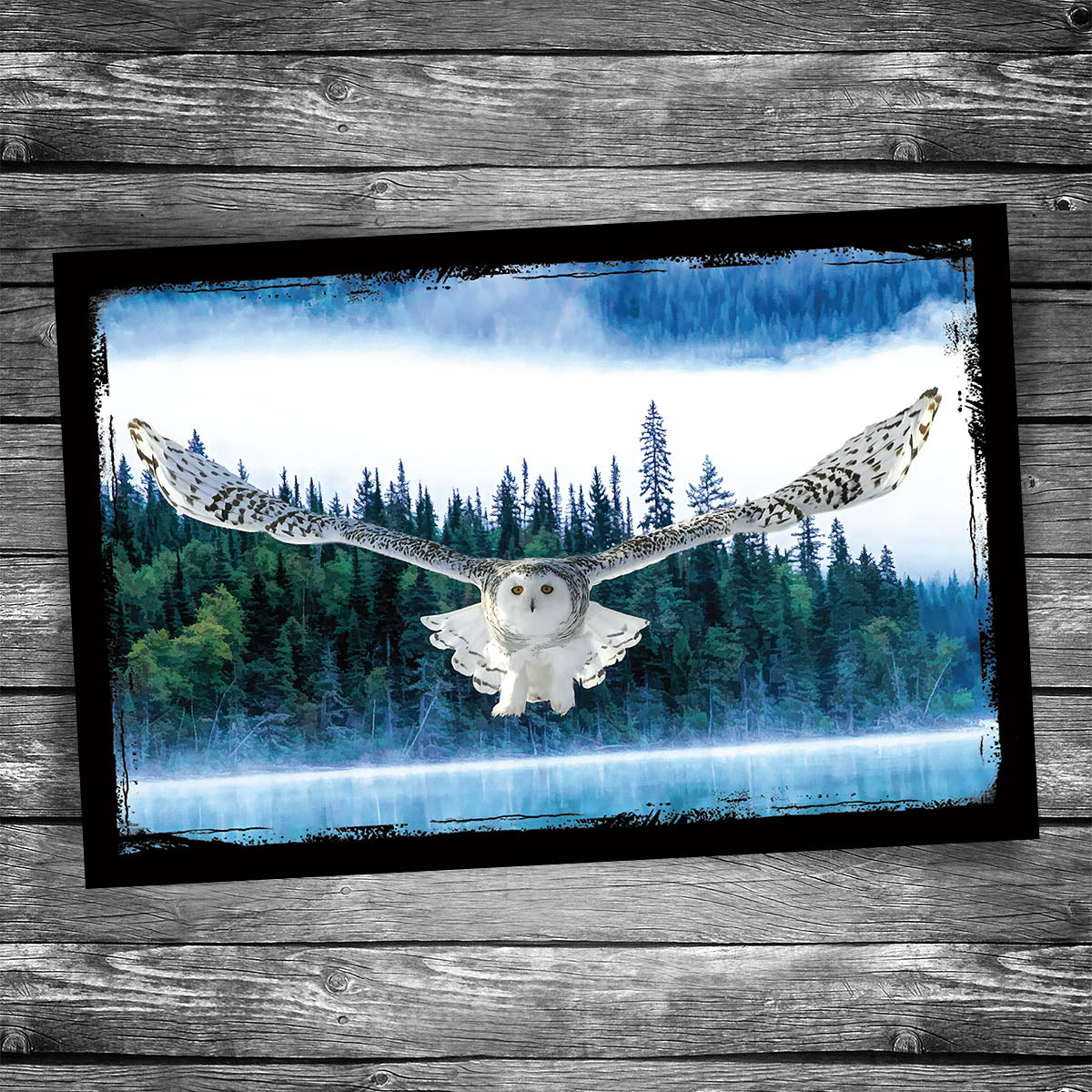 Silent Hunter Owl Postcard – Christopher Arndt Postcard Co