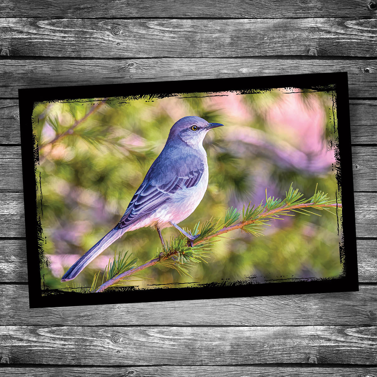 Northern Mockingbird Postcard – Christopher Arndt Postcard Co