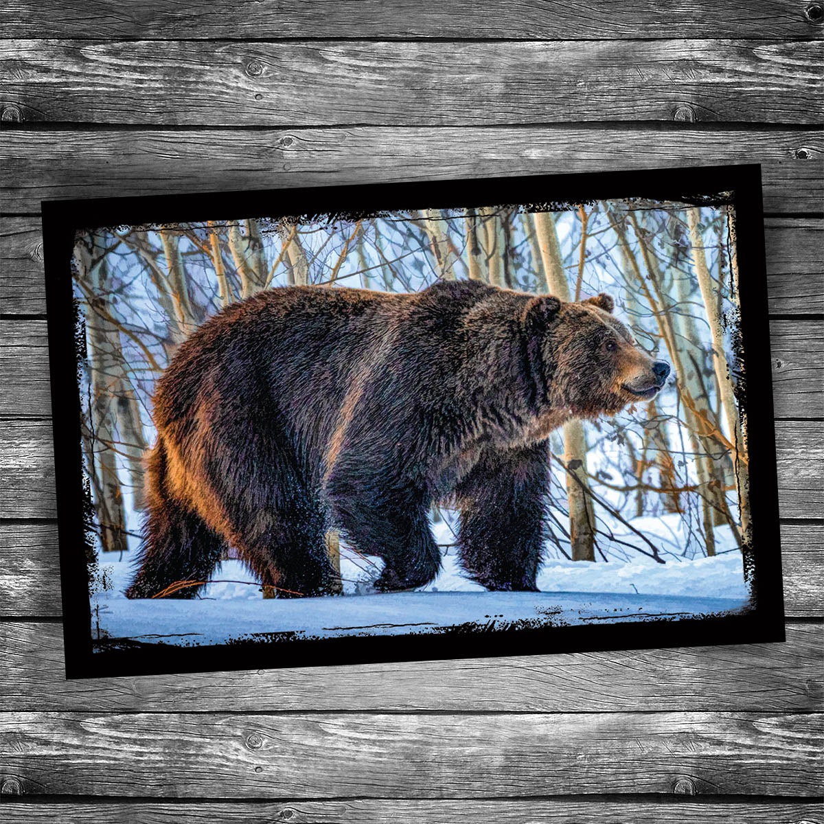 Grizzly Bear Postcard – Christopher Arndt Postcard Co