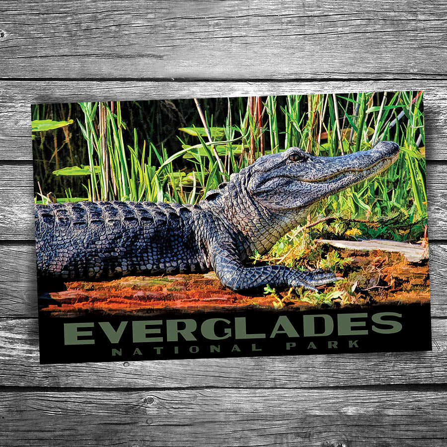 Everglades National Park Postcards – Christopher Arndt Postcard Co