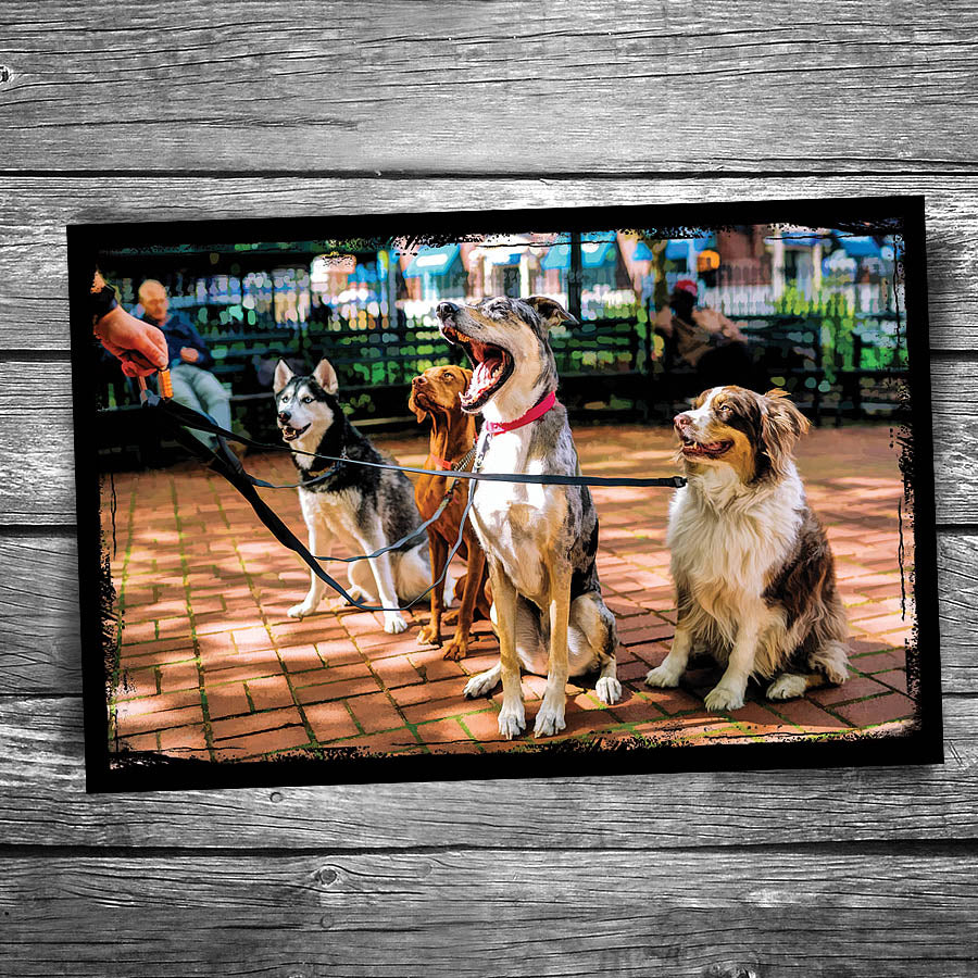 Dog Walking Postcard – Christopher Arndt Postcard Co
