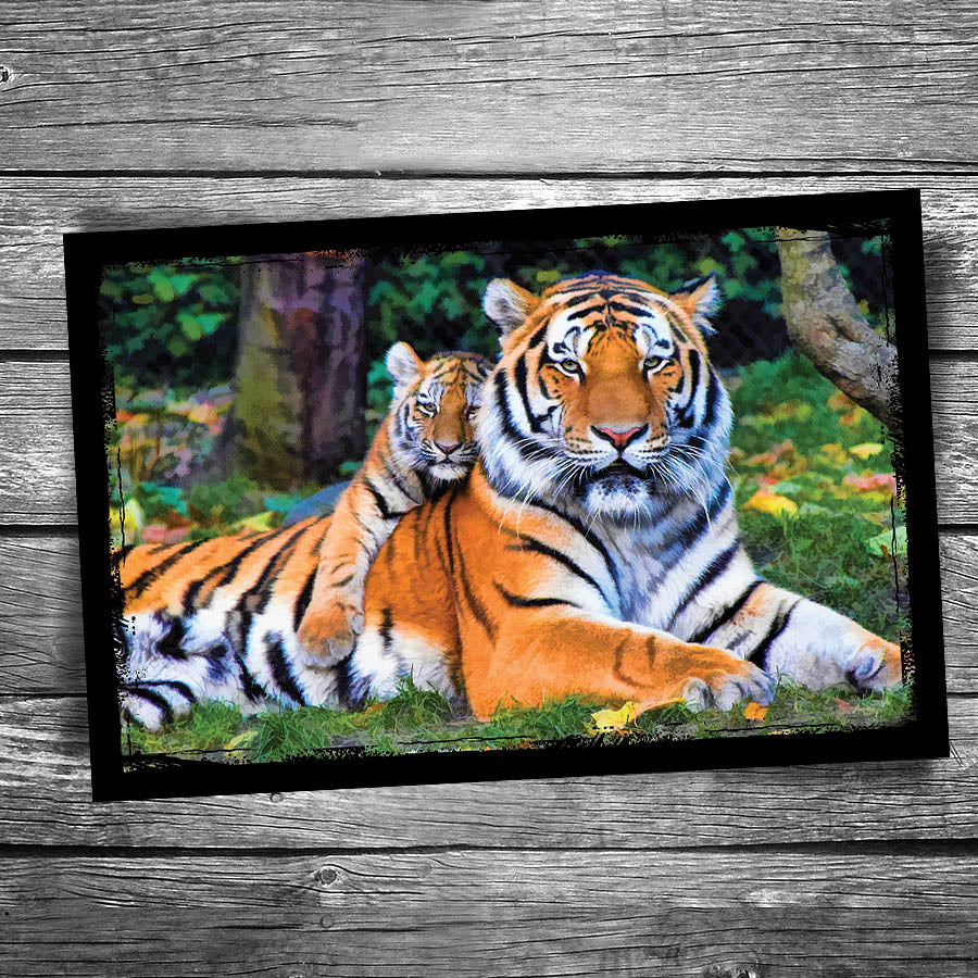 Tiger Postcard – Christopher Arndt Postcard Co