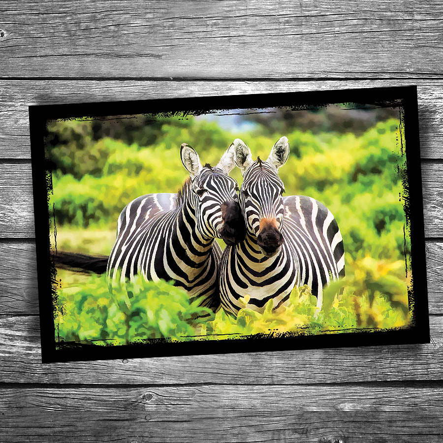 Zebra Postcard – Christopher Arndt Postcard Co