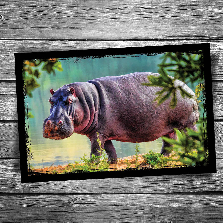 Hippopotamus Postcard – Christopher Arndt Postcard Co