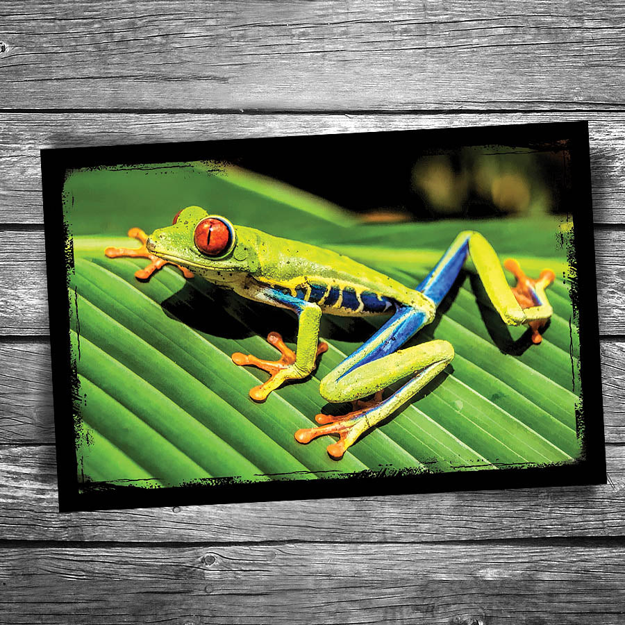 Tree Frog Postcard – Christopher Arndt Postcard Co