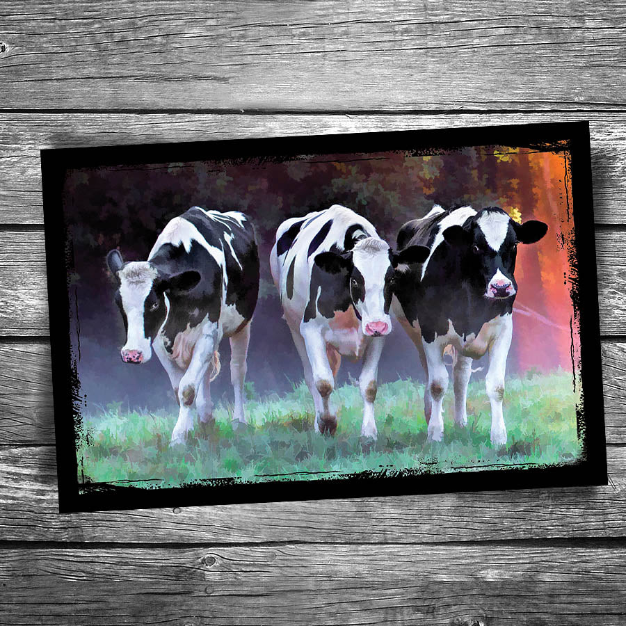 Cows Postcard – Christopher Arndt Postcard Co
