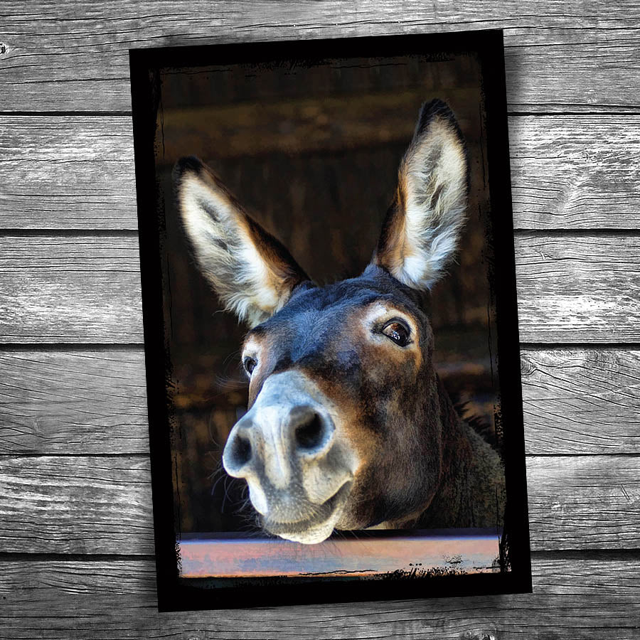 Donkey Postcard – Christopher Arndt Postcard Co