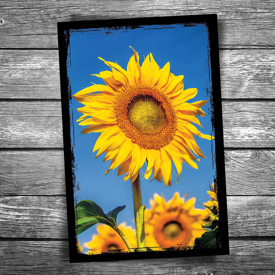 Sunflower Postcard – Christopher Arndt Postcard Co
