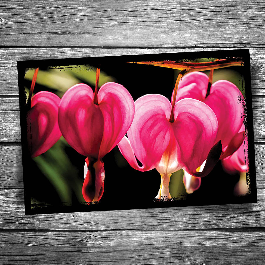 Bleeding Heart Postcard | OLD DESIGN – Christopher Arndt Postcard Co